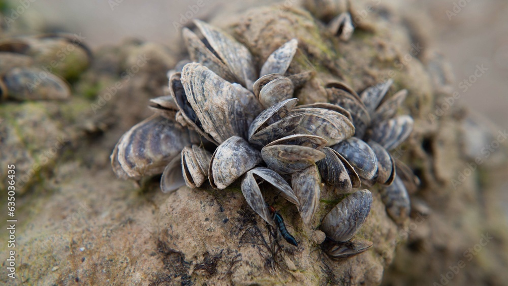 Zebra Mussels - NS Invasive Species Council
