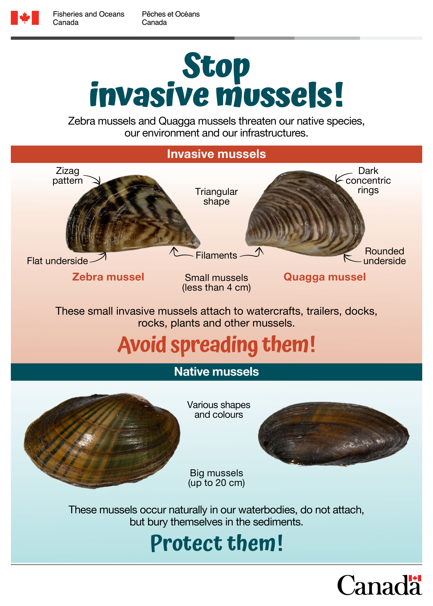 Zebra Mussels - NS Invasive Species Council